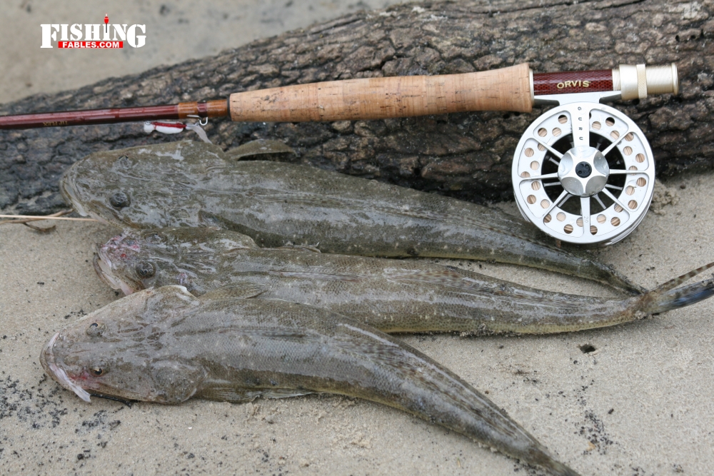 Those fabulous flathead – FISHINGFABLES