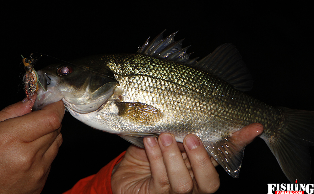 Greg Bass on Fly – FISHINGFABLES