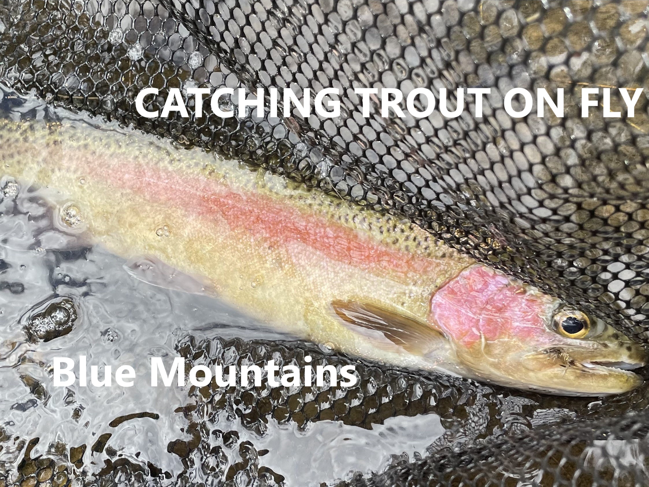 Fly fishing for trout – Blue Mountains – FISHINGFABLES